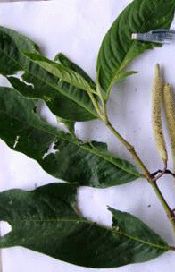 Piperaceae Family Page Four