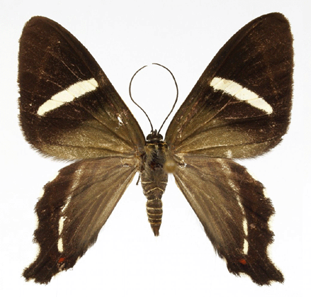 Erateina lineata
