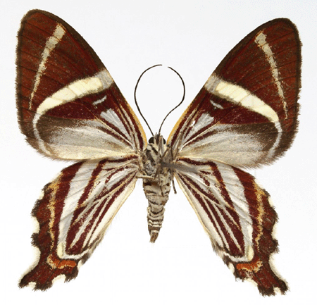 Erateina lineata