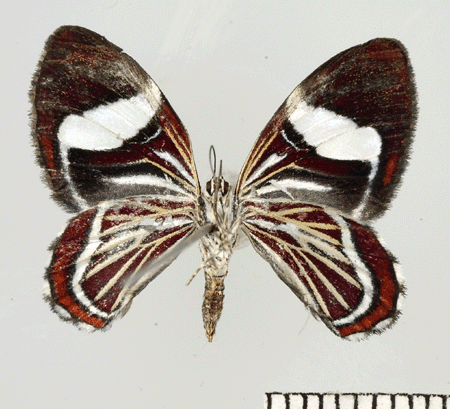 Erateina radiaria